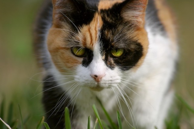 Felis domesticus - john kumiski outdoor communications